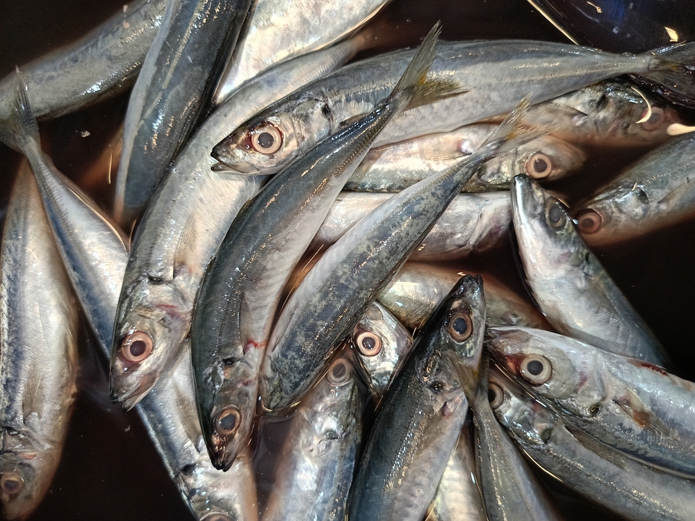 知ってた？「節分いわし」を飾る理由と正しい食べ方｜@DIME アットダイム